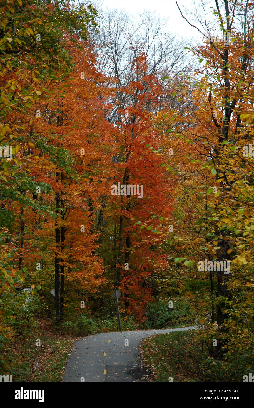 Walking path through the forest in the Fall, Canada Stock Photo - Alamy