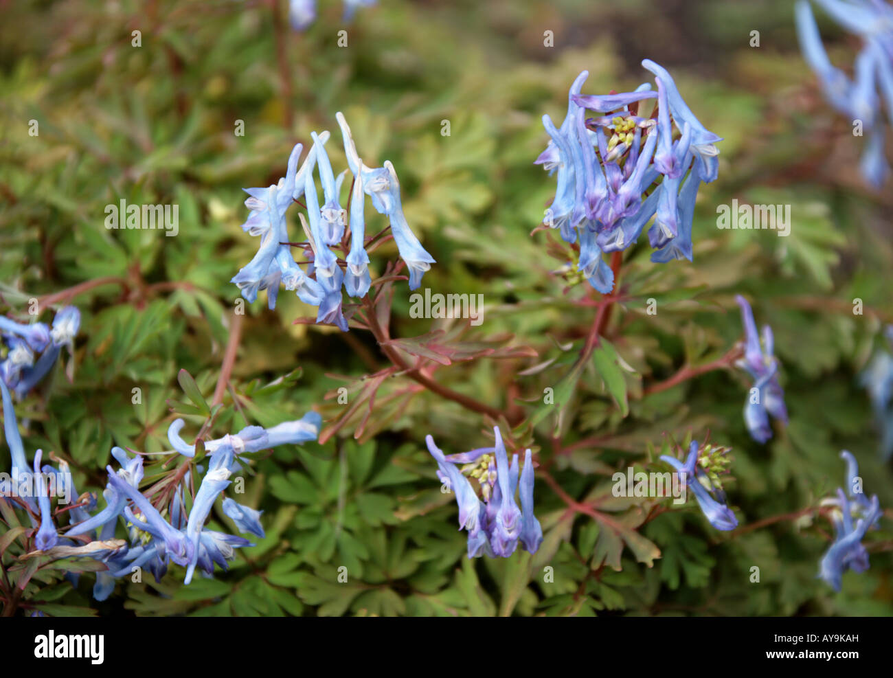 Corydalis leaves hi-res stock photography and images - Alamy