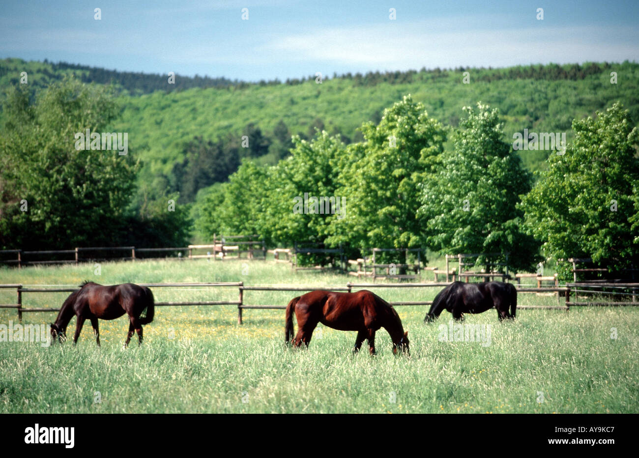 Pferde auf der Weide Stock Photo - Alamy
