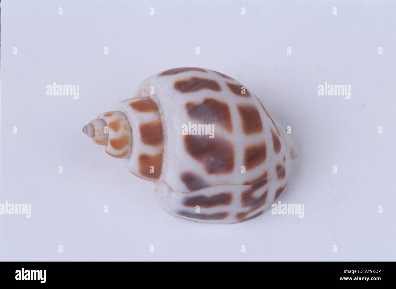 Spotted seashells hi-res stock photography and images - Alamy