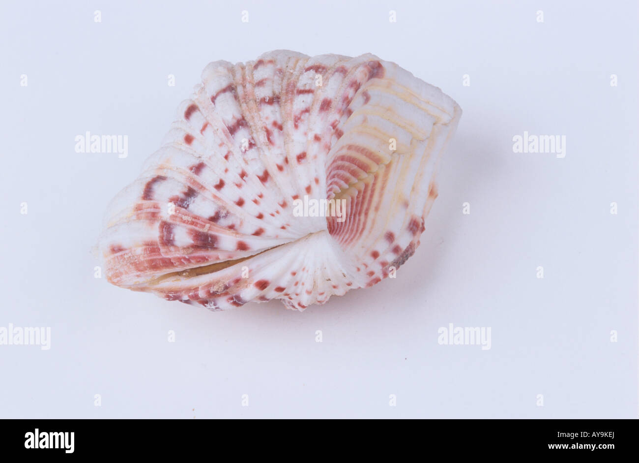Seashell curves hi-res stock photography and images - Alamy