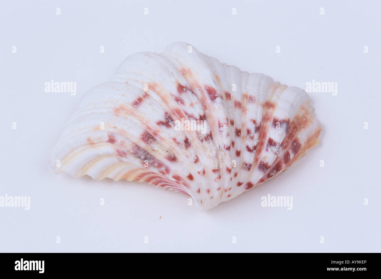 Half of Seashell Stock Photo - Alamy