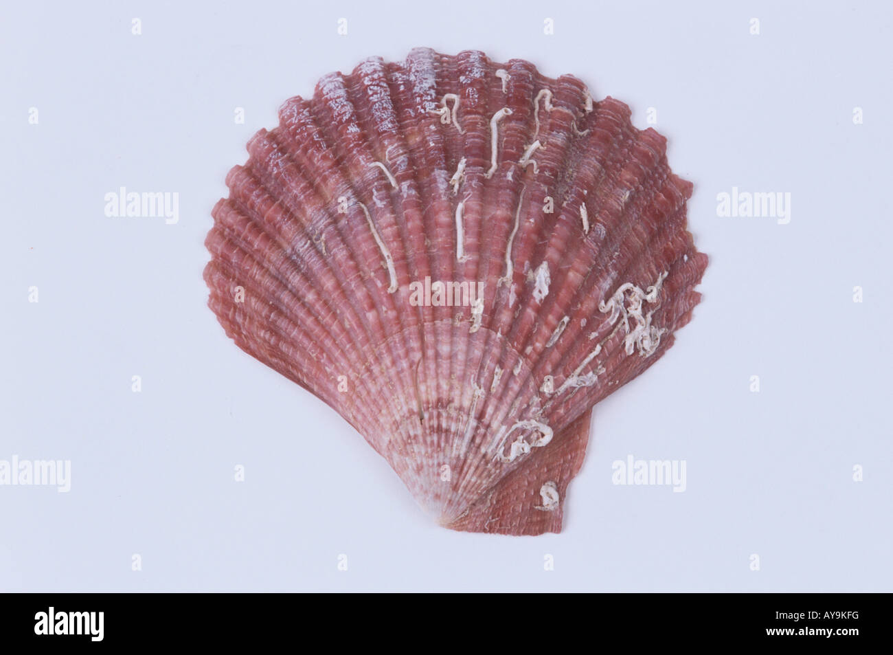 Shell only hi-res stock photography and images - Alamy