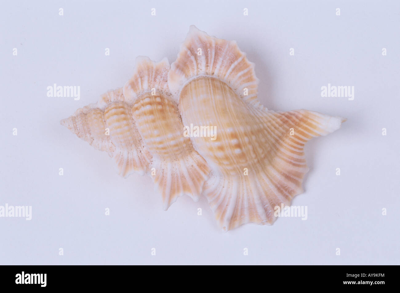 Seashell with Swirls Stock Photo - Alamy