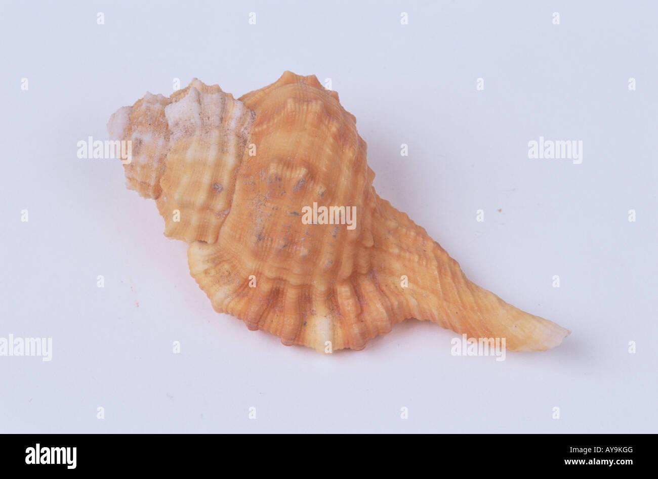 Seashell with Swirls Stock Photo - Alamy