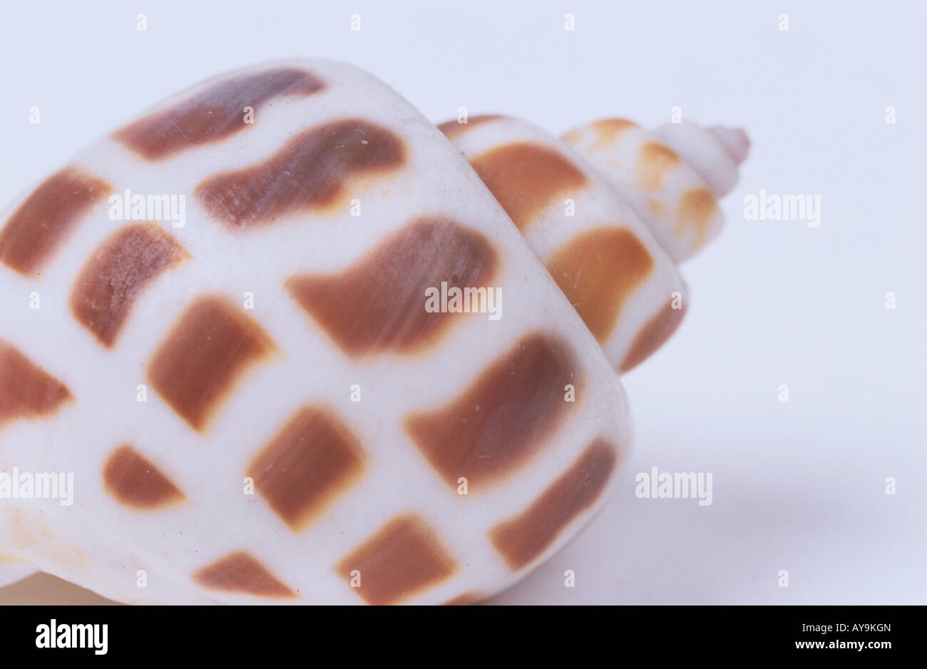 Spotted seashells hi-res stock photography and images - Alamy