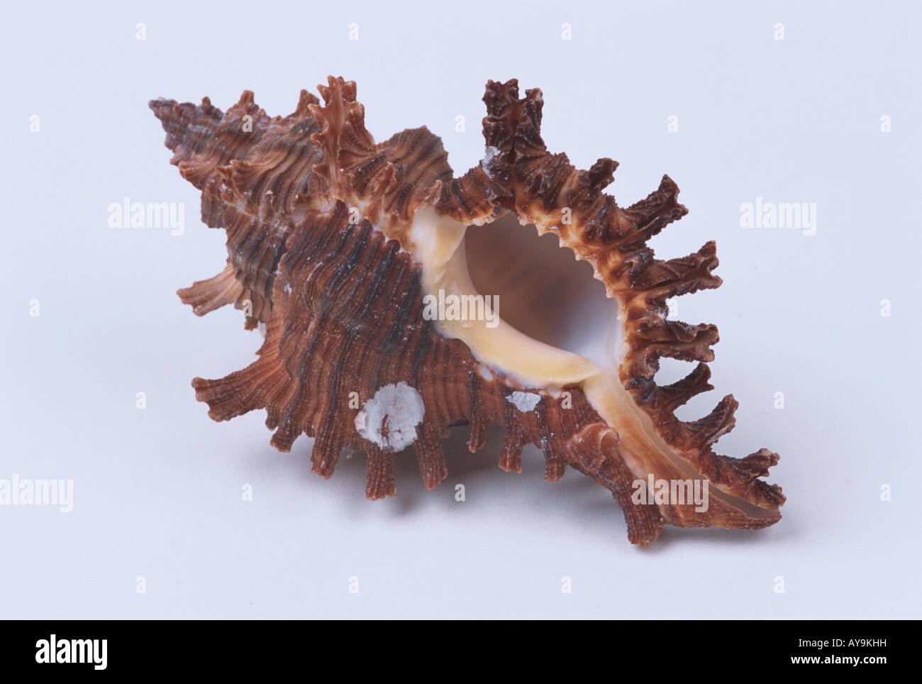 Spiked Murex Shell Stock Photo - Alamy