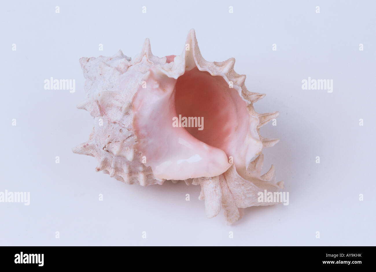 Spiked shells hi-res stock photography and images - Alamy