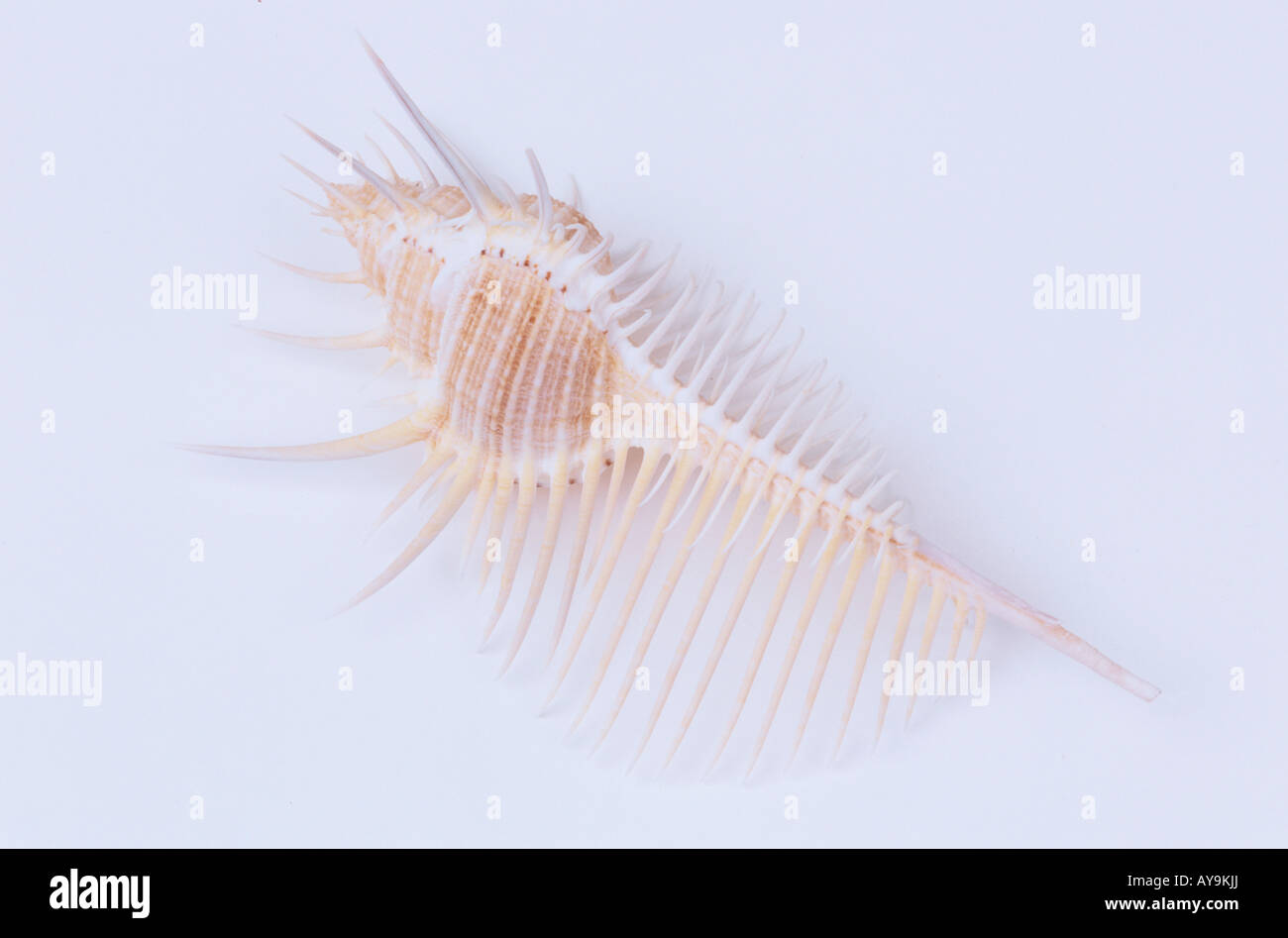 Spiked Murex Shell Stock Photo - Alamy