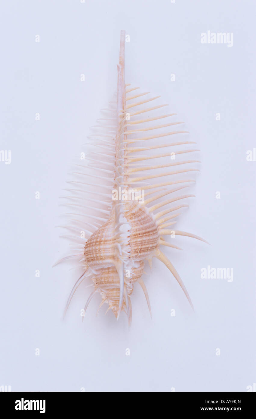 Spiked shells hi-res stock photography and images - Alamy