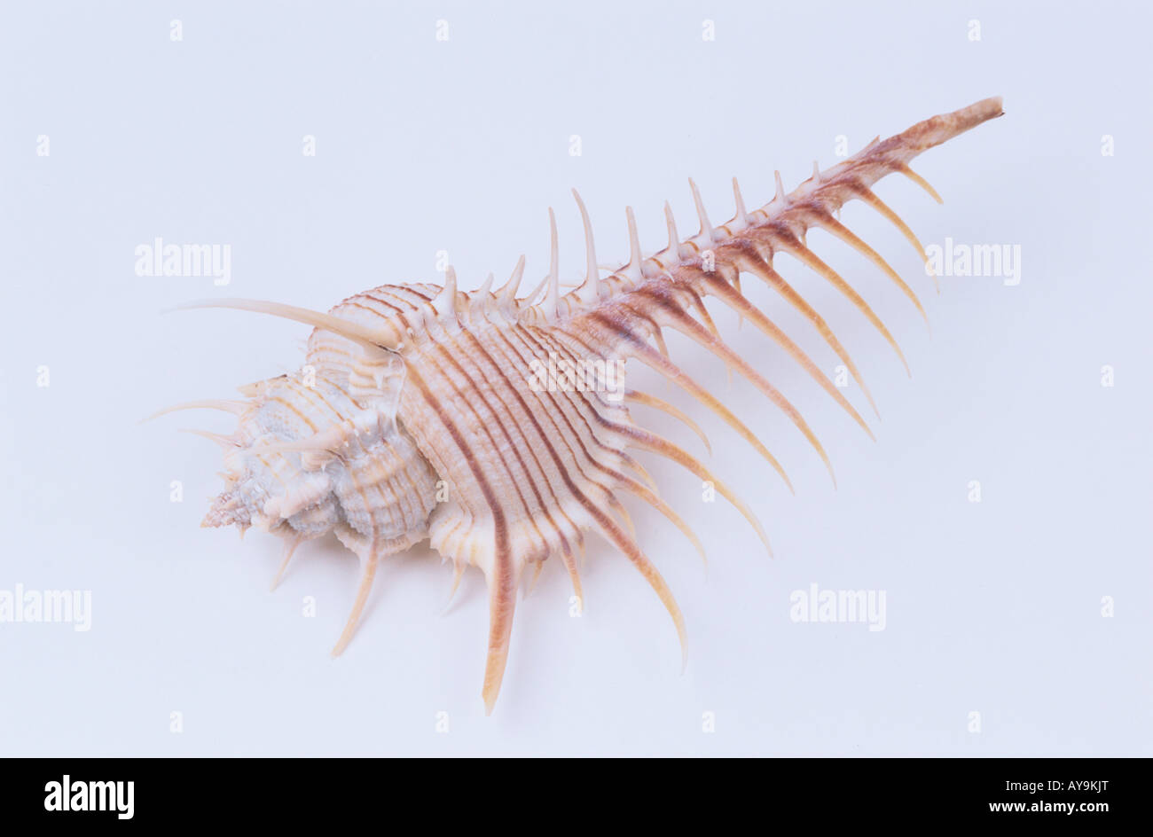 Spiked Murex Shell Stock Photo - Alamy