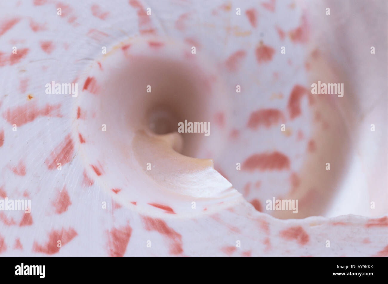 Swirl of Seashell Stock Photo - Alamy