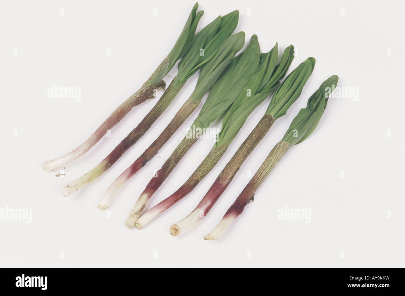 Row of Leeks Stock Photo - Alamy