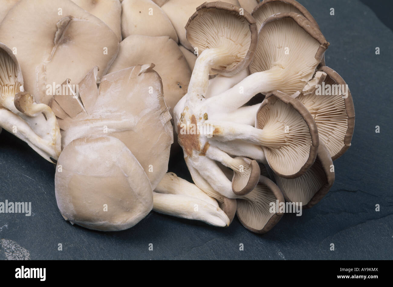 Stack of Mushrooms Stock Photo - Alamy