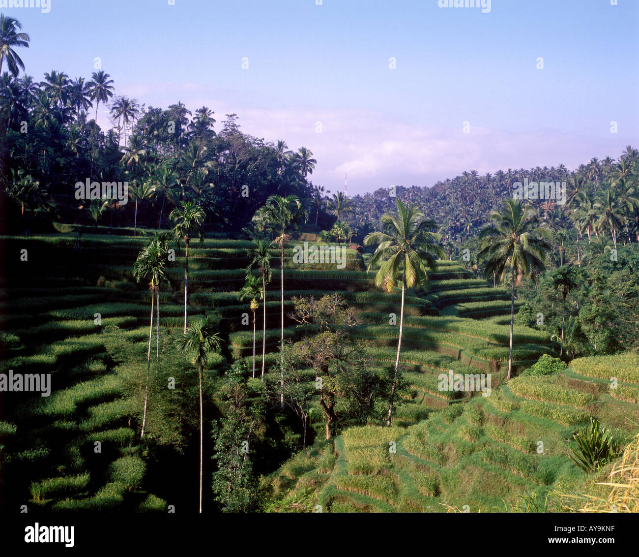Bali - Palm trees and rice terraces Stock Photo - Alamy