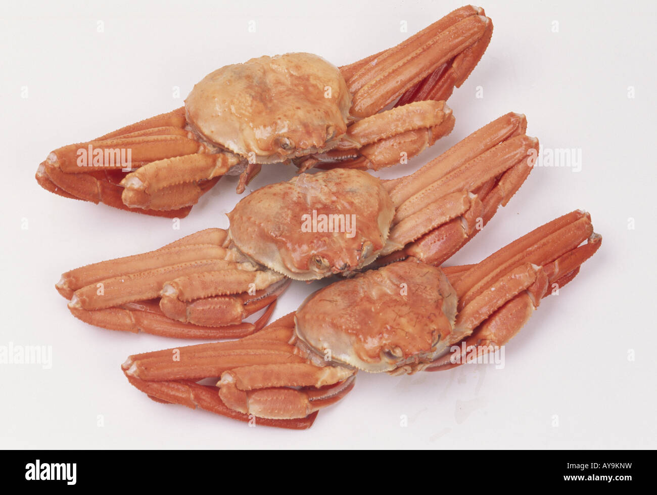 Rows of crabs hi-res stock photography and images - Alamy