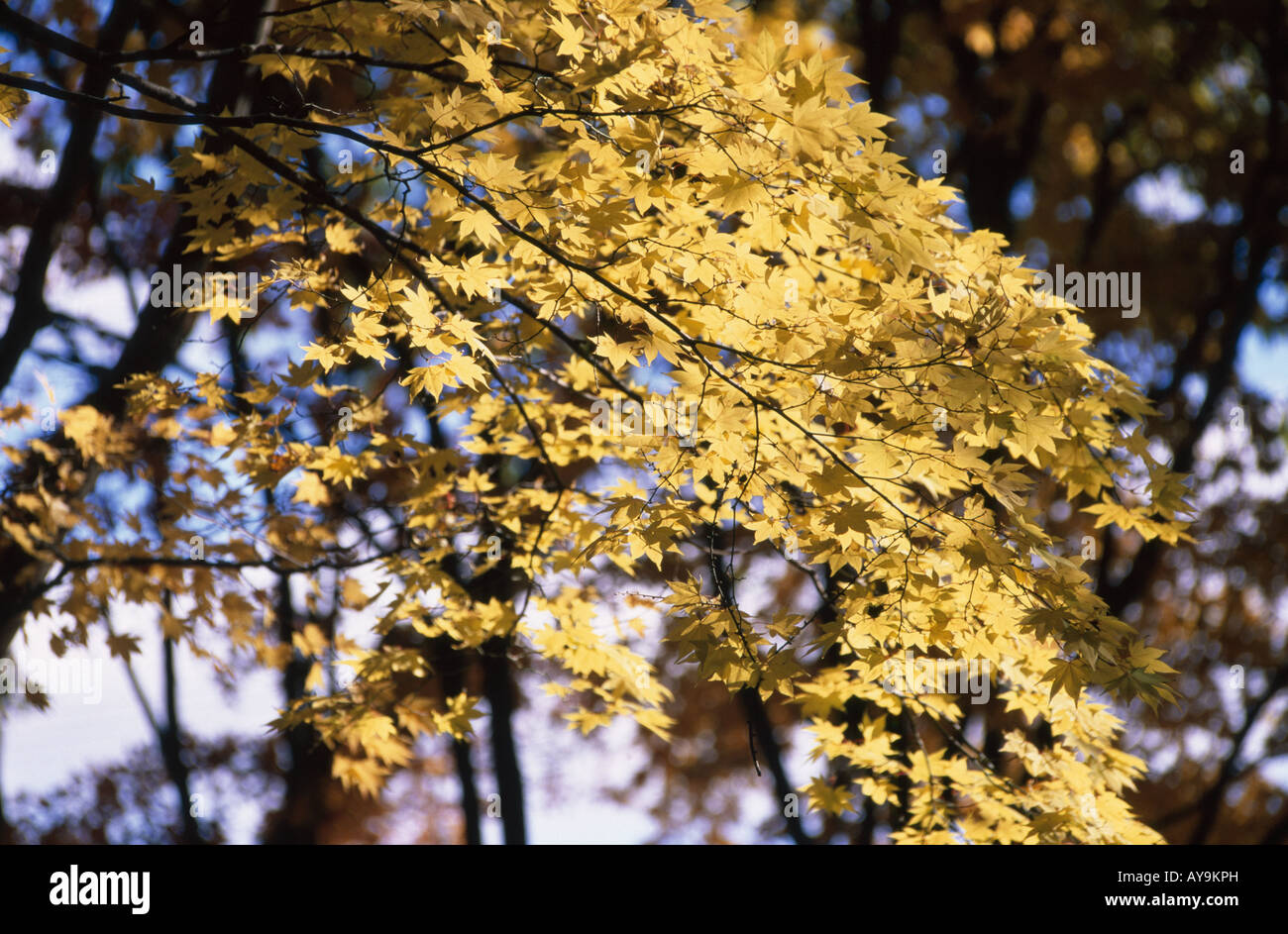 Maple Branches with Leaves Stock Photo - Alamy