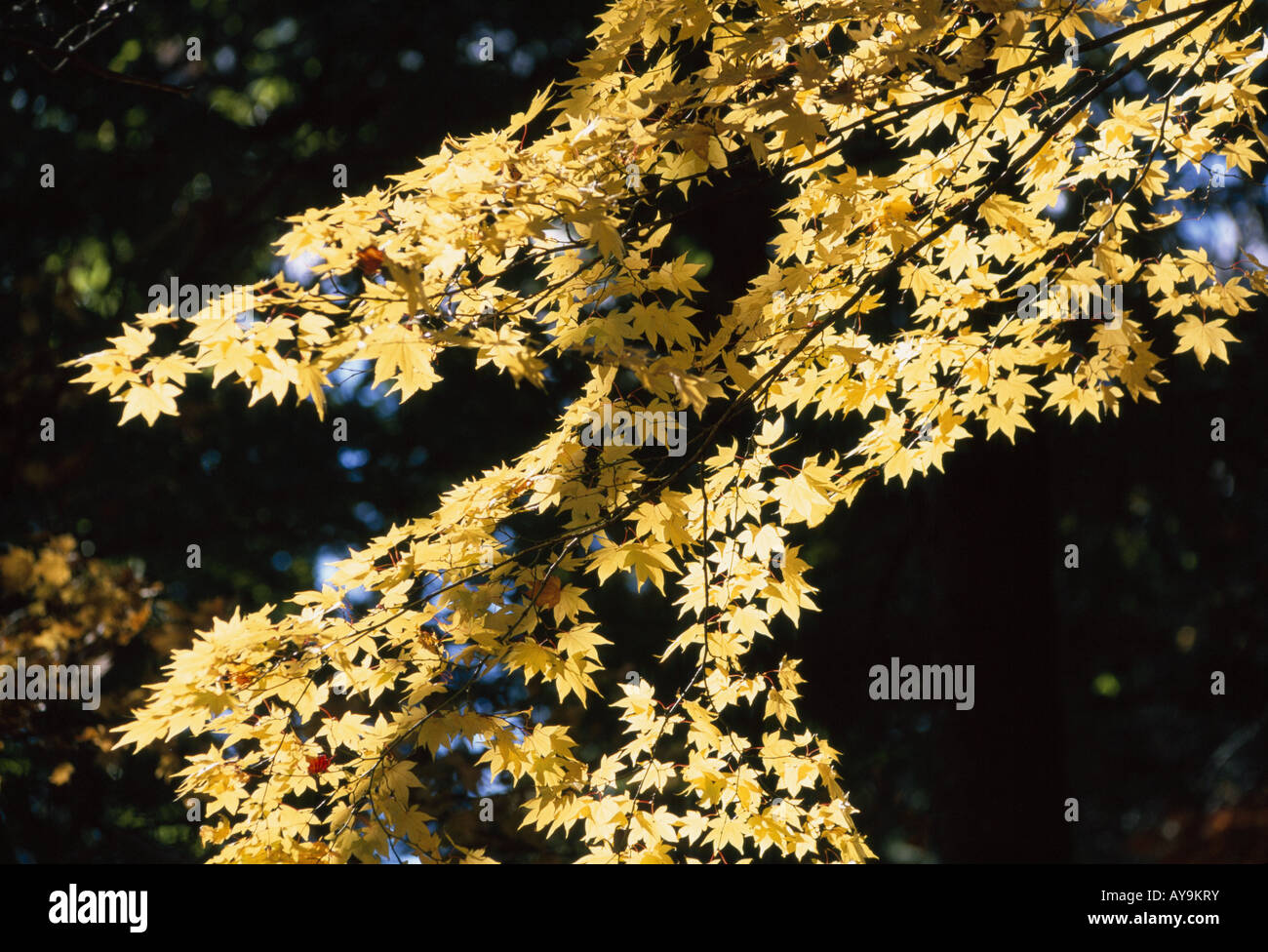Leafy Maple Tree Branches Stock Photo - Alamy