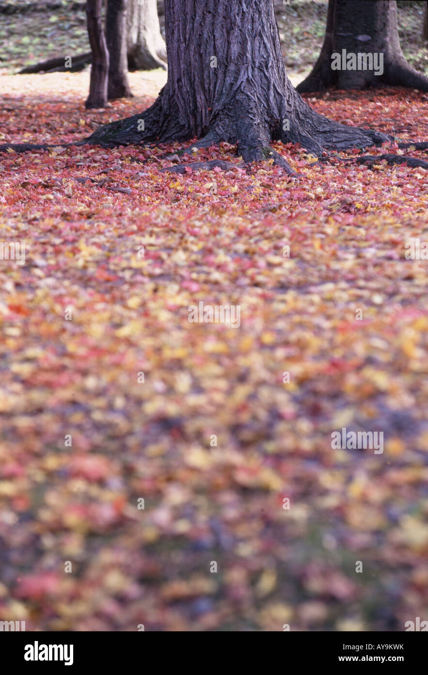 Maple tree roots hi-res stock photography and images - Alamy