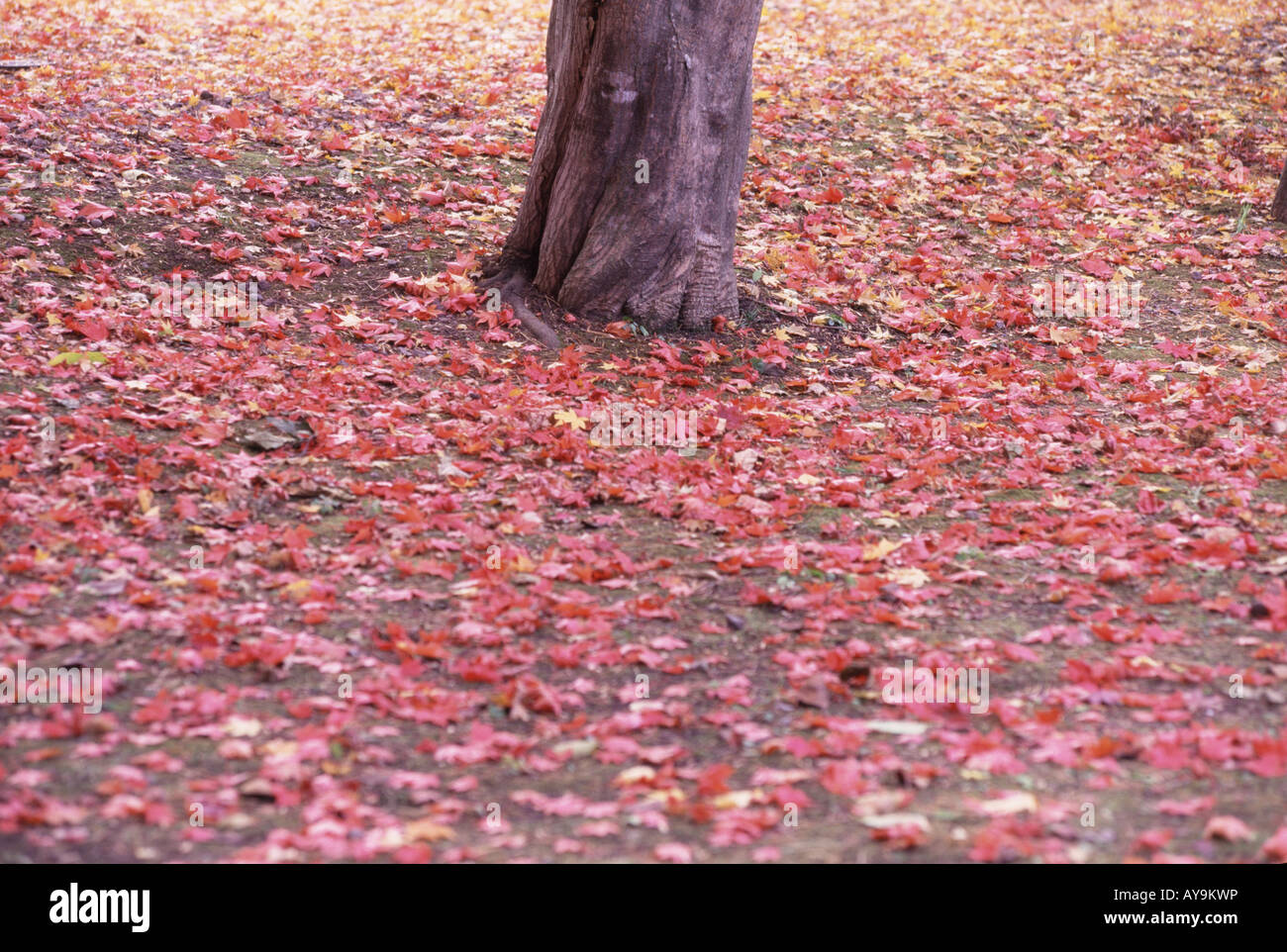 Maple tree roots hi-res stock photography and images - Alamy