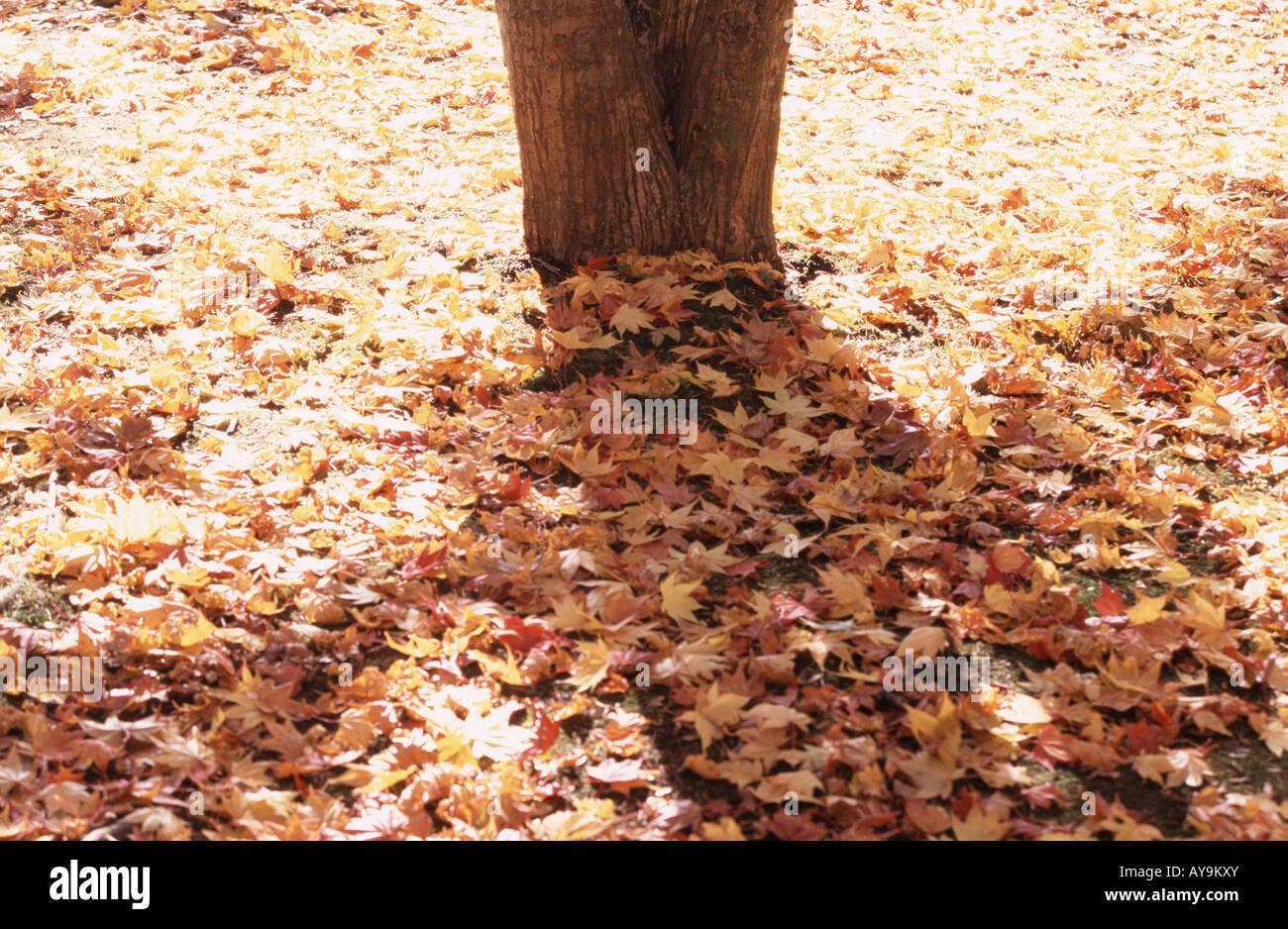 Maple Leaves near Tree Root Stock Photo - Alamy