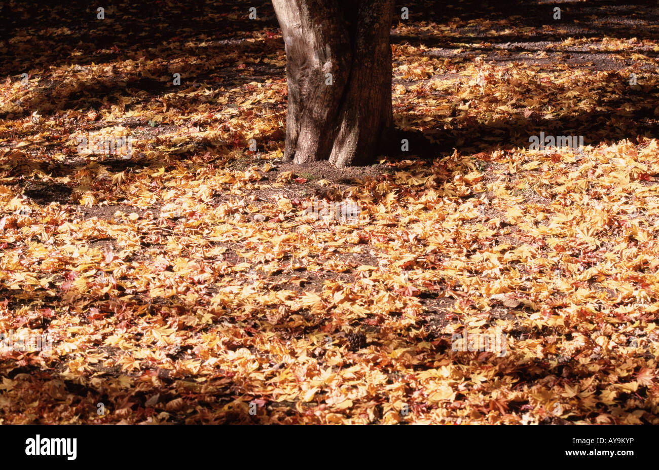 Maple tree root hi-res stock photography and images - Alamy
