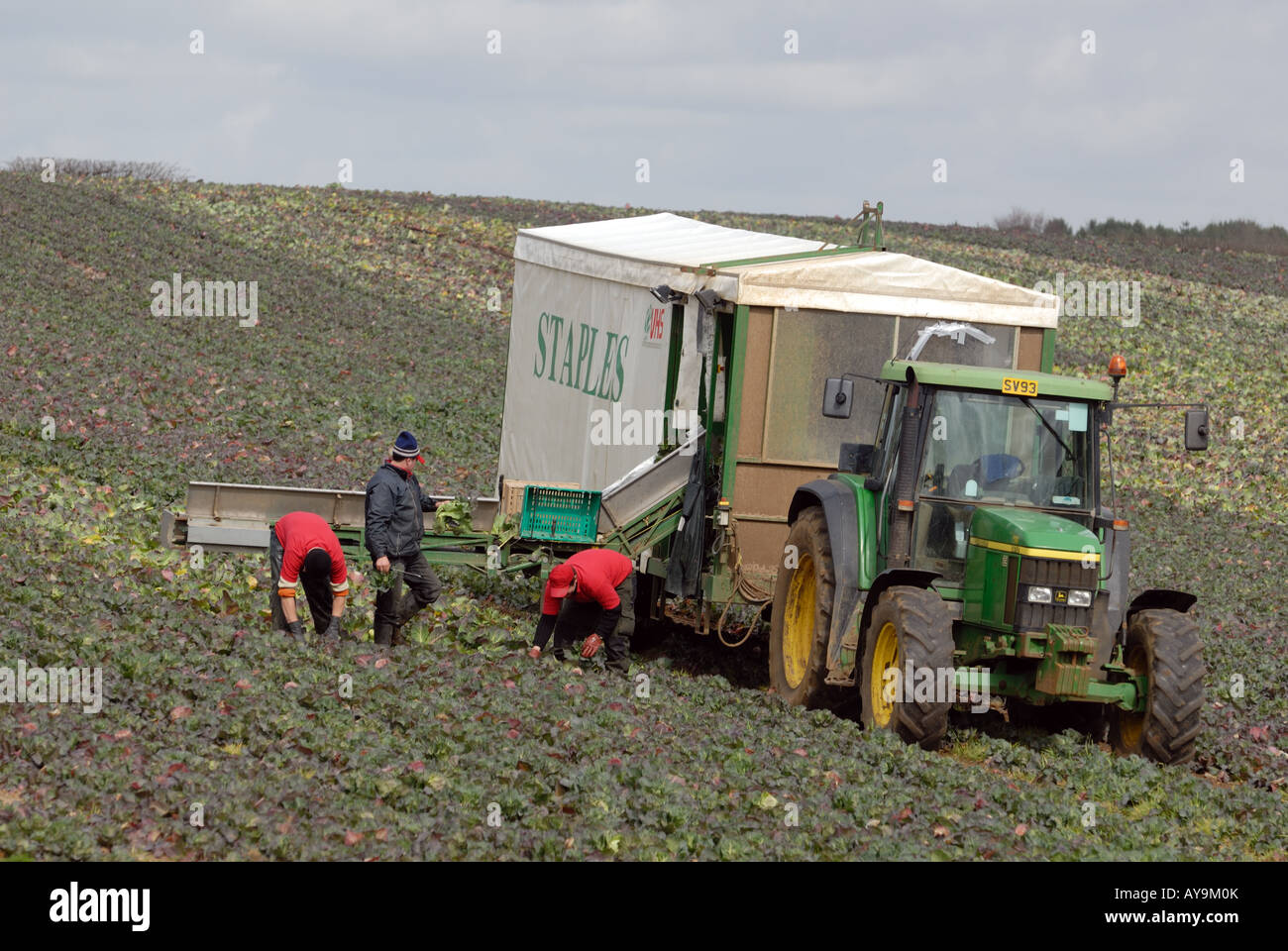 Polish migrant workers harvesting lettuces on a farm at Butley, Suffolk ...