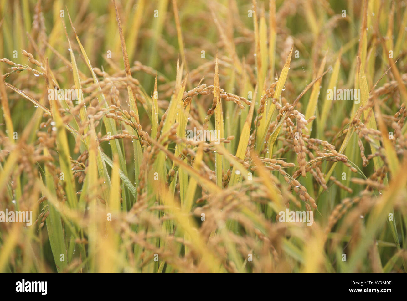 Seeds of Rice Plant Stock Photo - Alamy