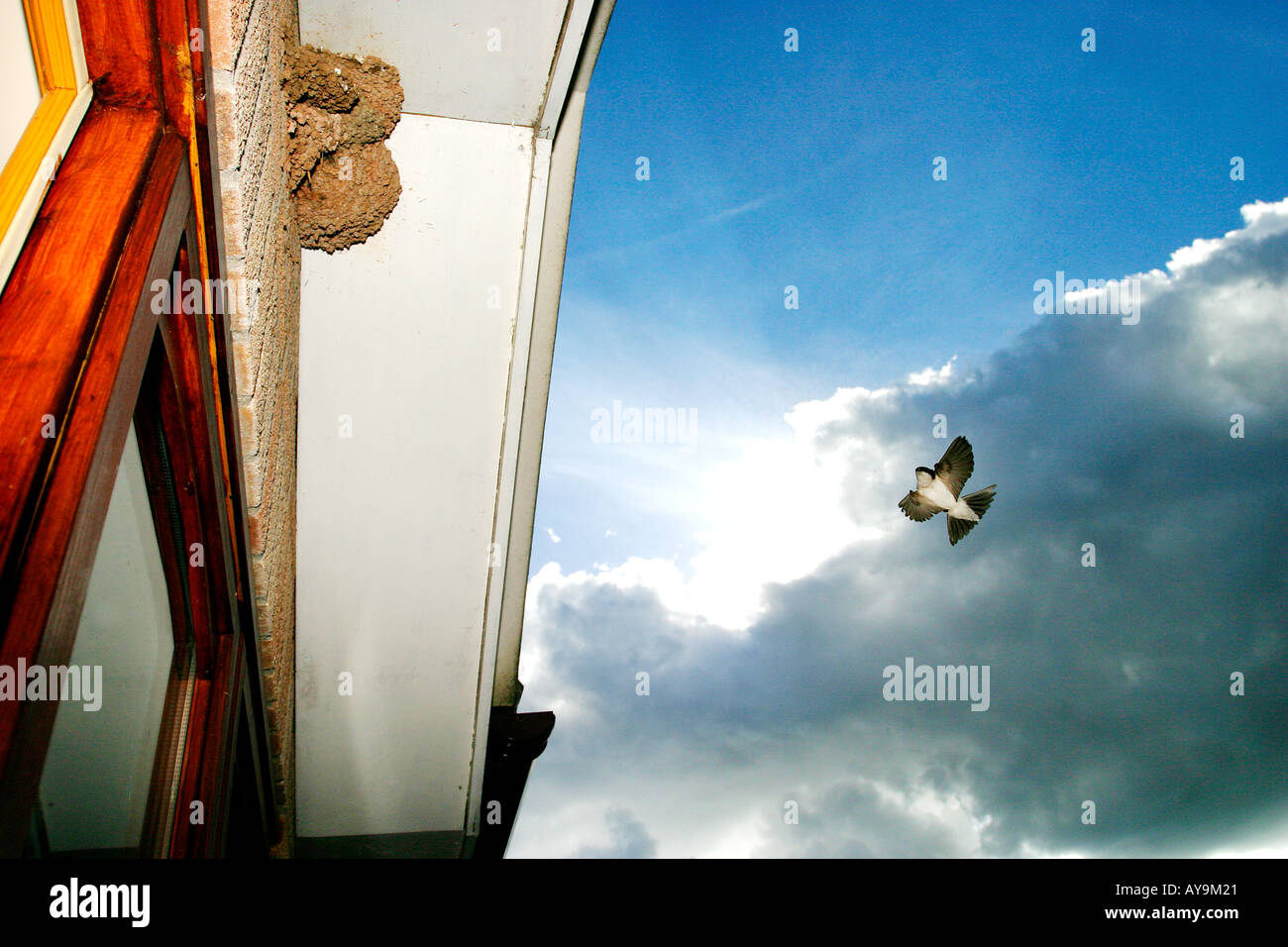 HOUSE MARTIN flying to nest under house roof Stock Photo - Alamy