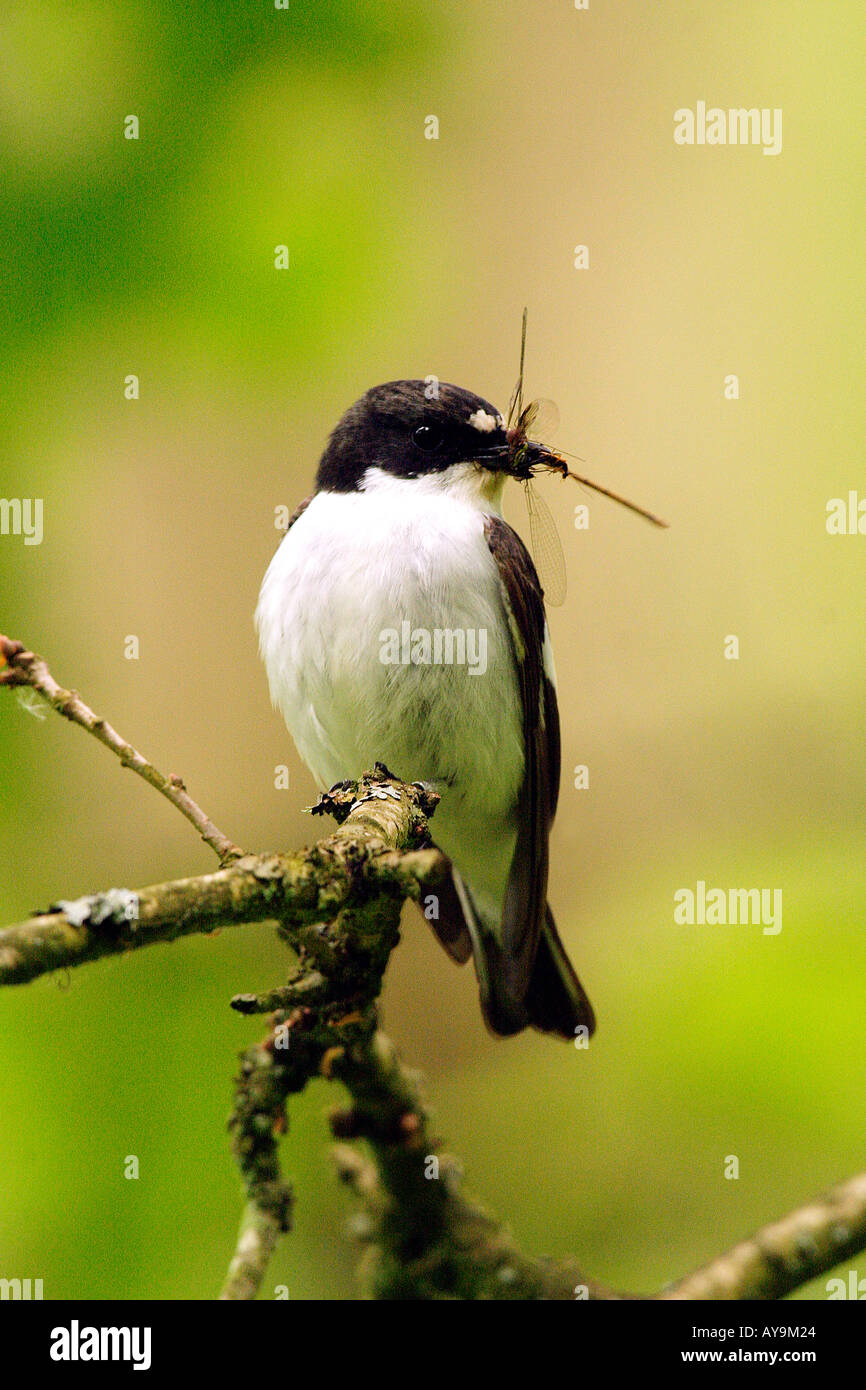 The flycatcher hi-res stock photography and images - Alamy