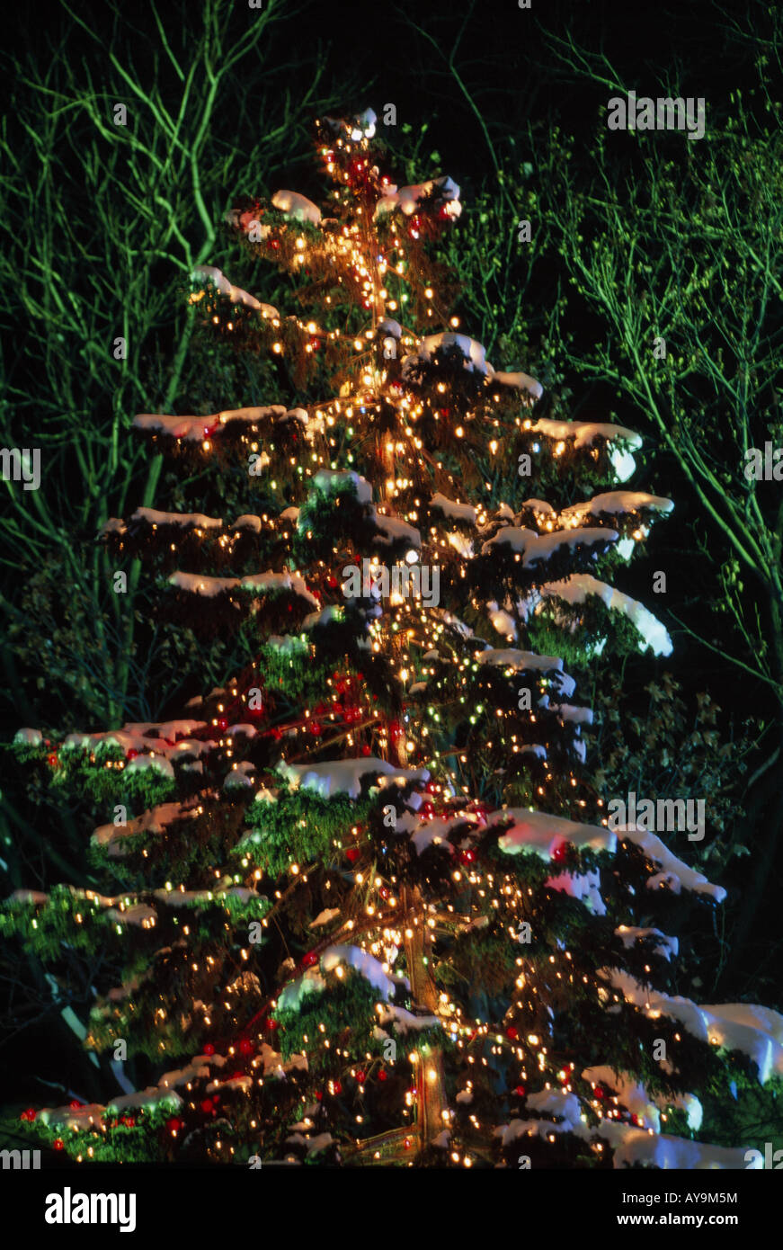 Christmas Tree with Lights Stock Photo - Alamy