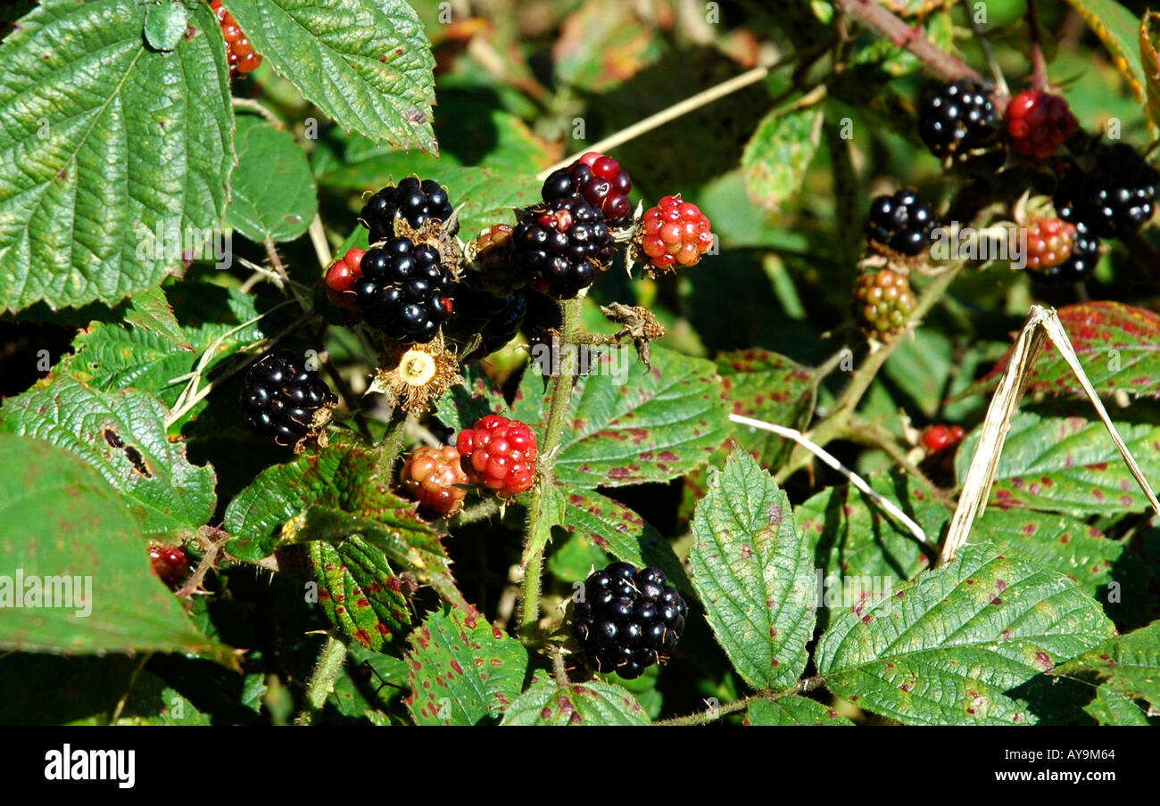 Bramble hedge row hi-res stock photography and images - Alamy