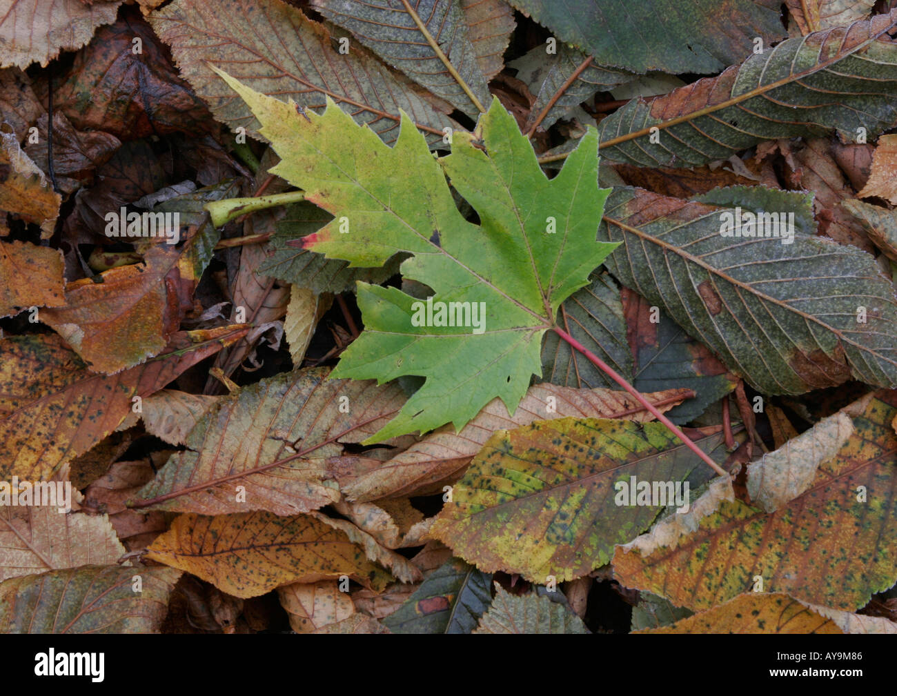 Maple Leaf, Gloucestershire, England Stock Photo - Alamy