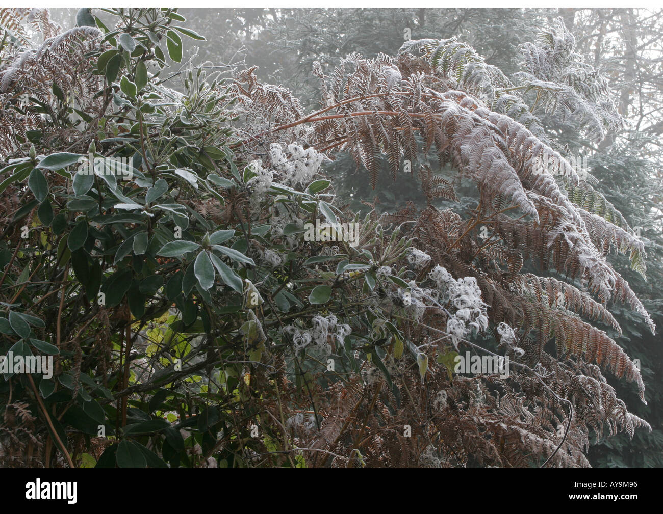 Frosted bracken and leaves, Gloucestershire, England Stock Photo - Alamy
