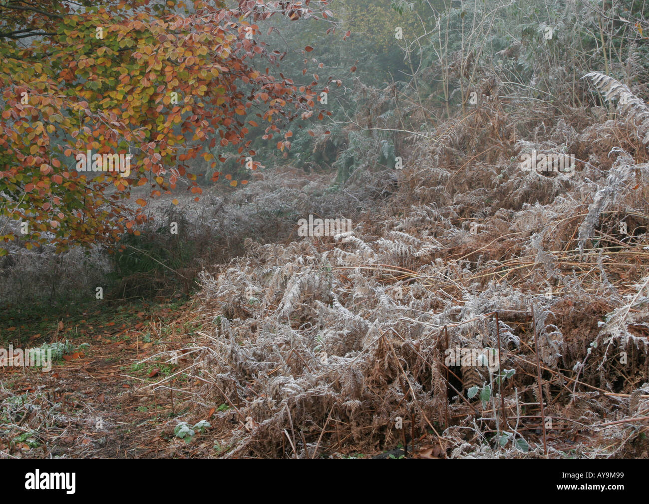 Frosted bracken and leaves, Gloucestershire, England Stock Photo - Alamy