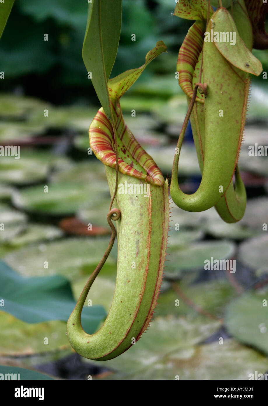 Insectivorous Pitcher Plant - Kew Gardens, London, England Stock Photo ...