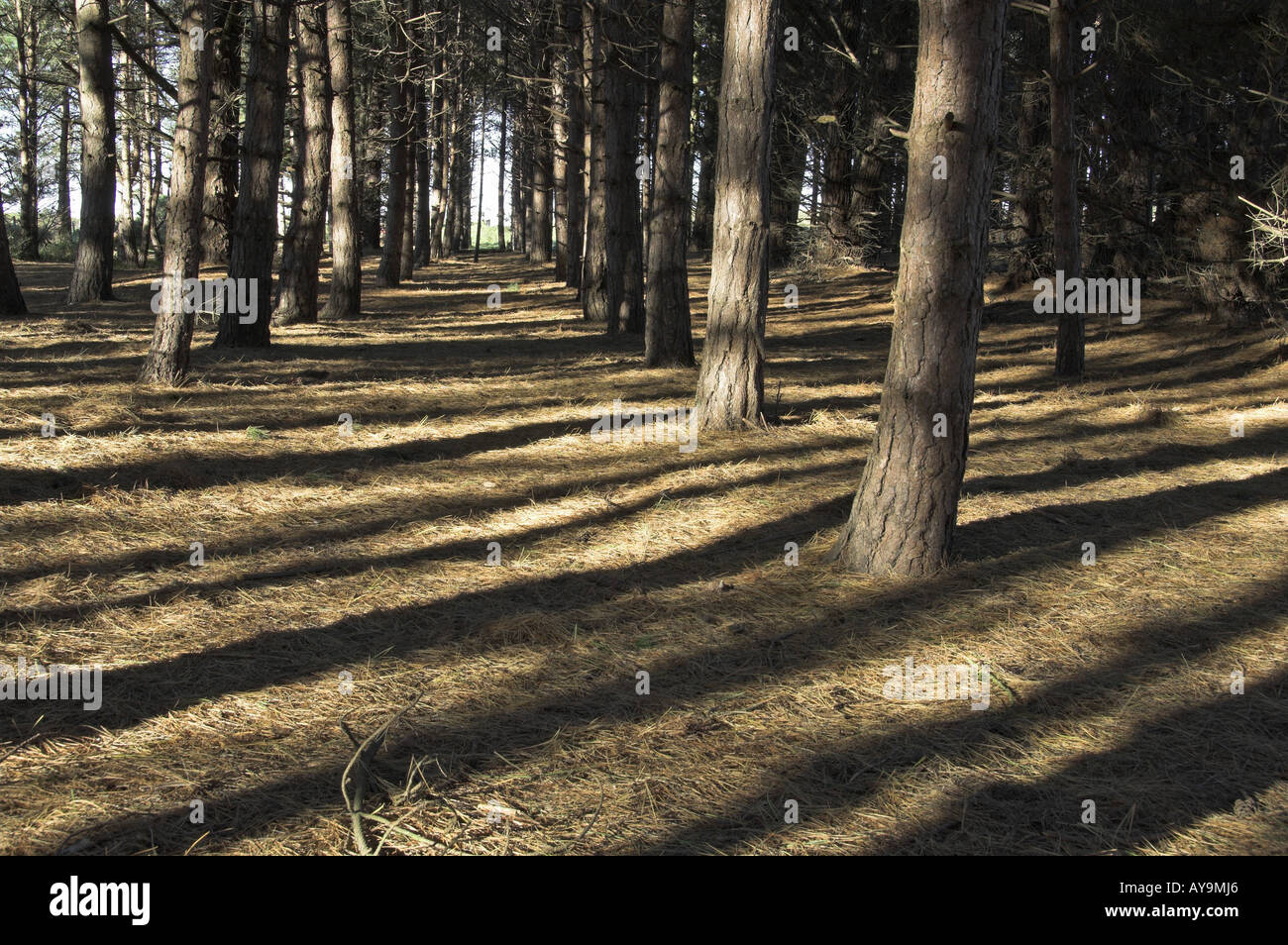 Coastal Pine trees with shadows Stock Photo - Alamy