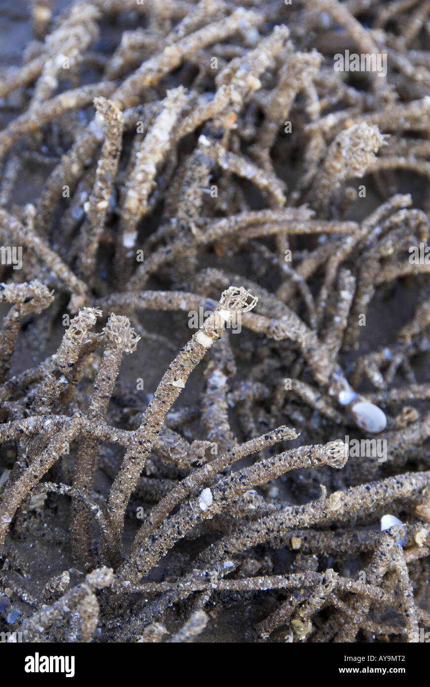 Sand mason worm casts on a norfolk Beach lanice conchilega Stock Photo ...