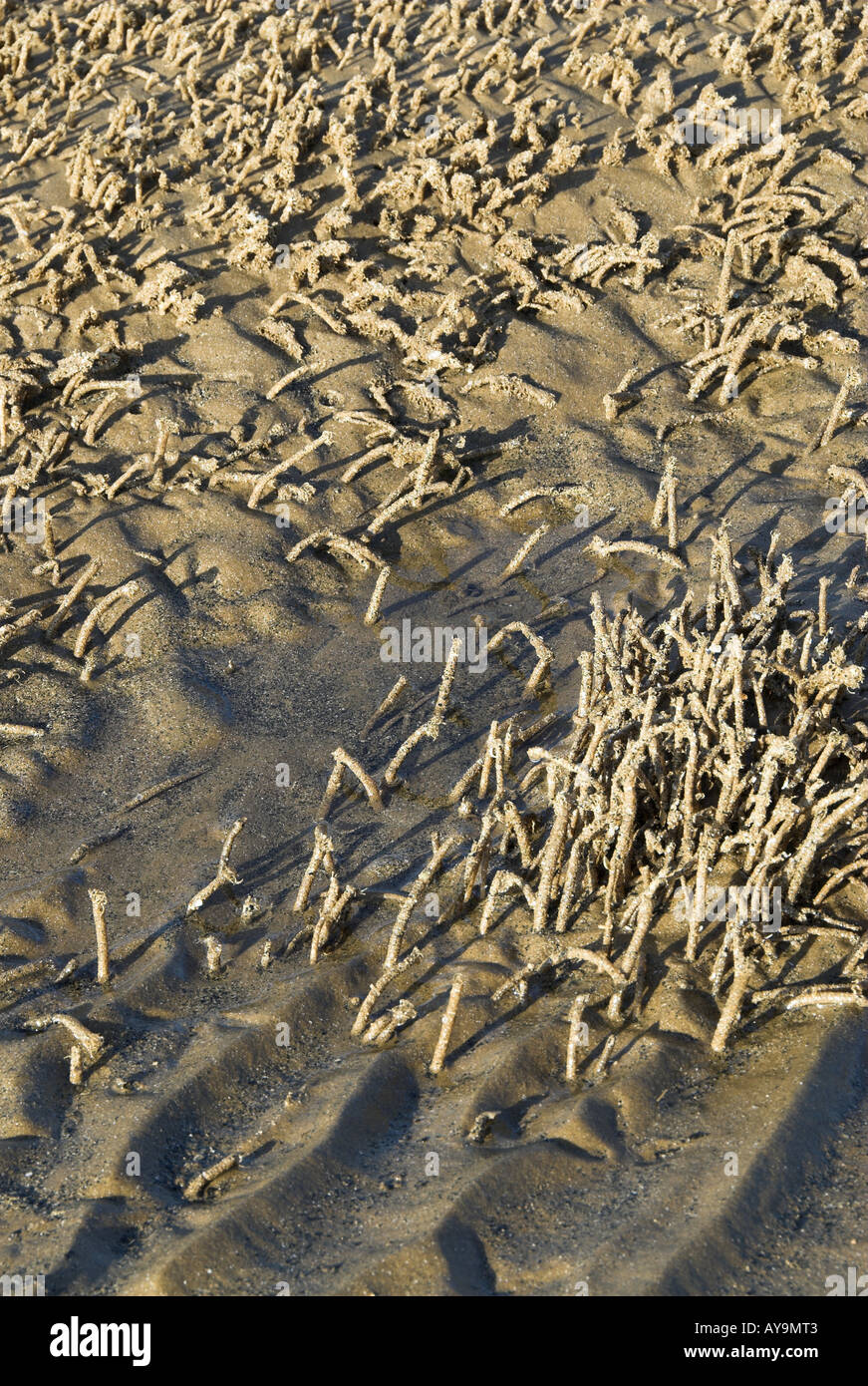 Sand mason worm casts on a Norfolk Beach lanice conchilega Stock Photo ...