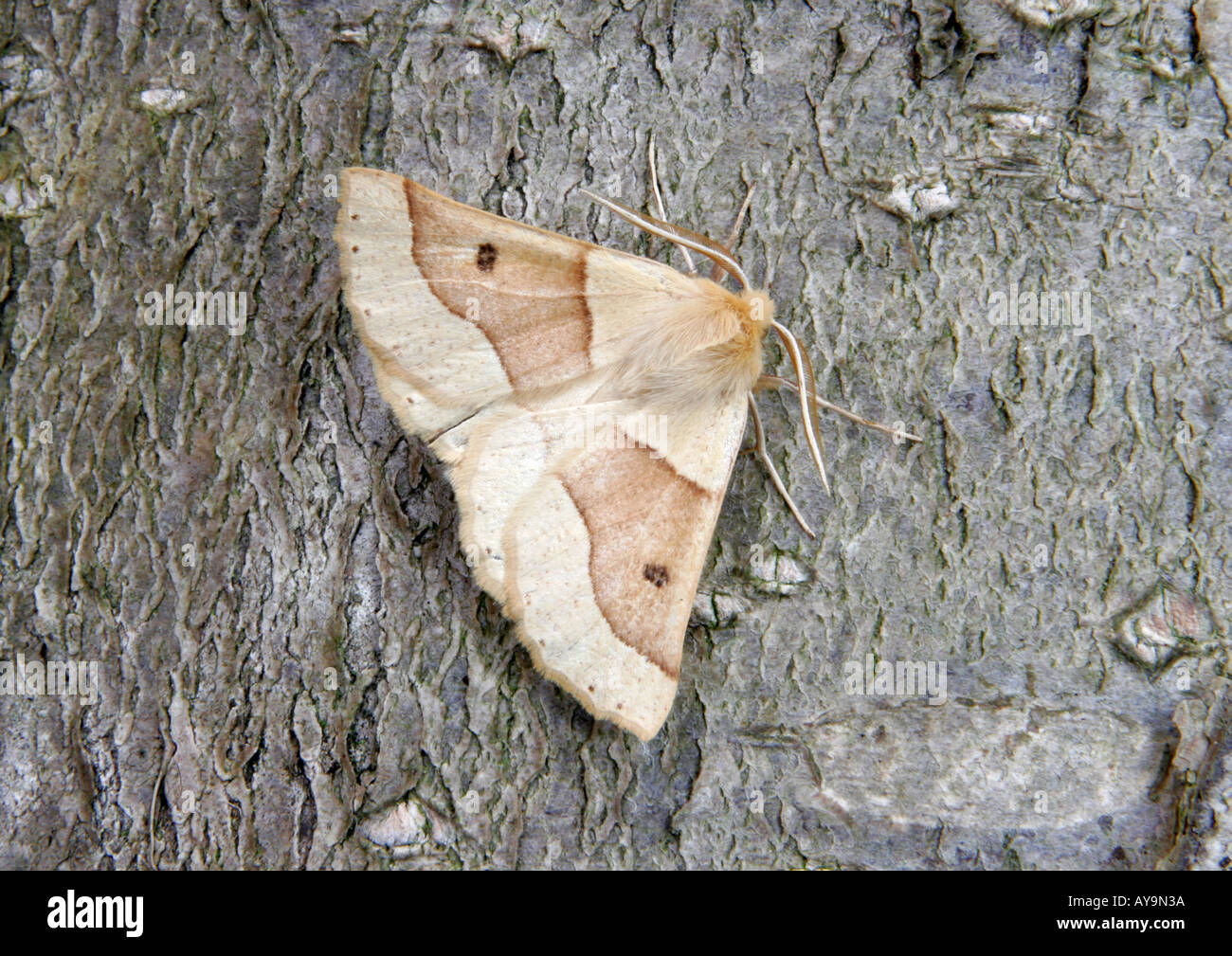 Scalloped Oak Moth Stock Photo - Alamy