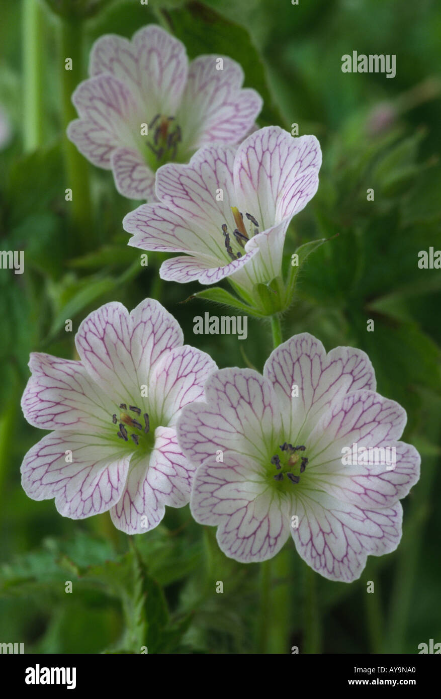 Geranium versicolor. Pencilled cranesbill Stock Photo - Alamy