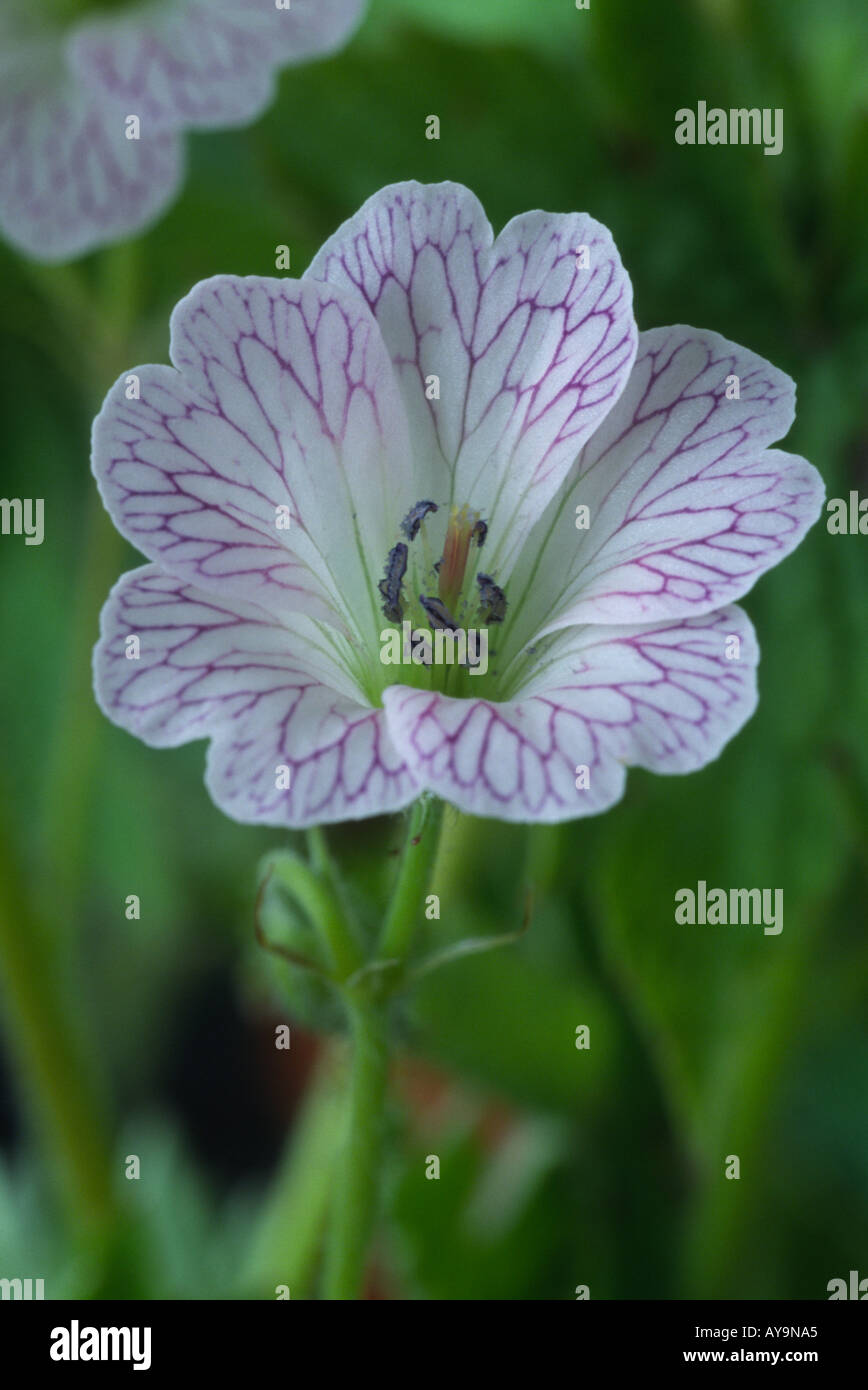 Geranium versicolor. Pencilled cranesbill Stock Photo - Alamy