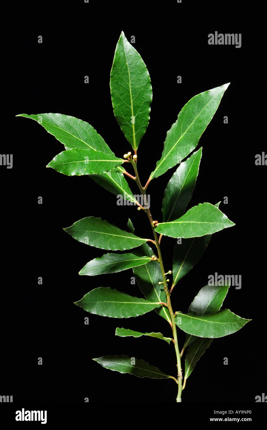 Bay tree leaves using in cooking stews and casseroles Stock Photo - Alamy