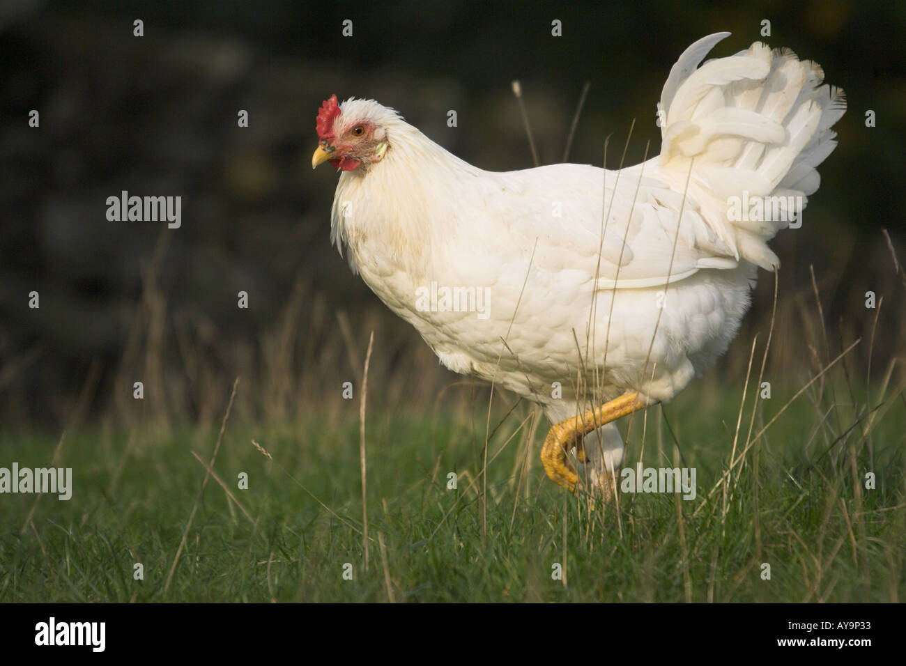 Chicken Free Range and organic fed Stock Photo - Alamy