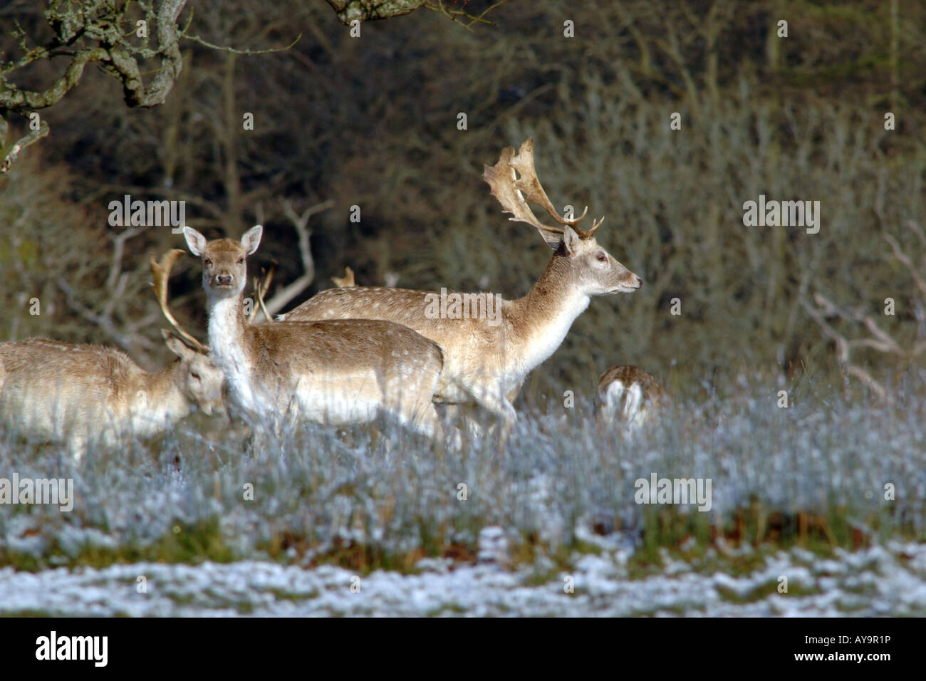 Fallow deer grazing on the winter vegetation Stock Photo - Alamy