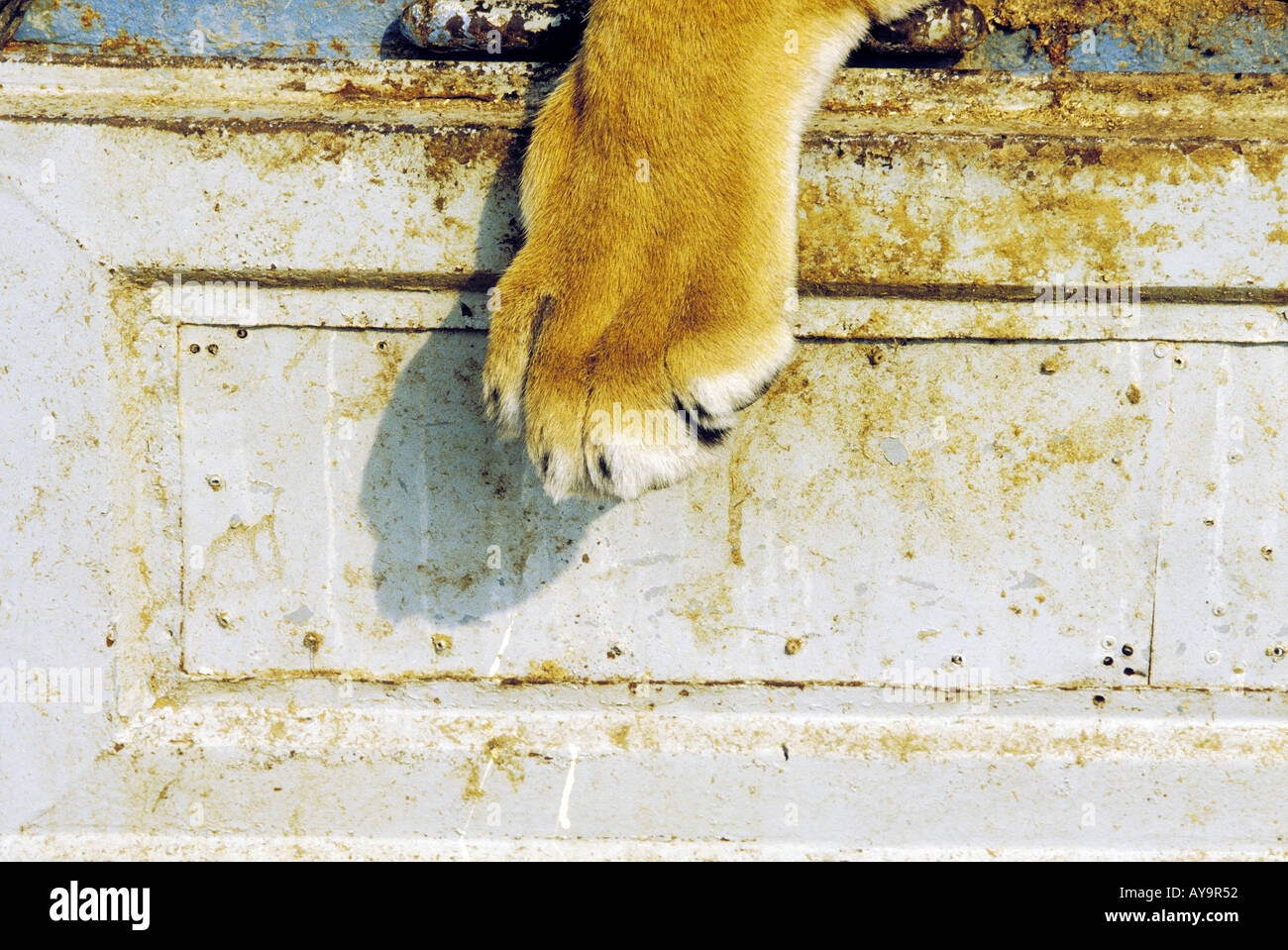 Tigerpfote hi-res stock photography and images - Alamy