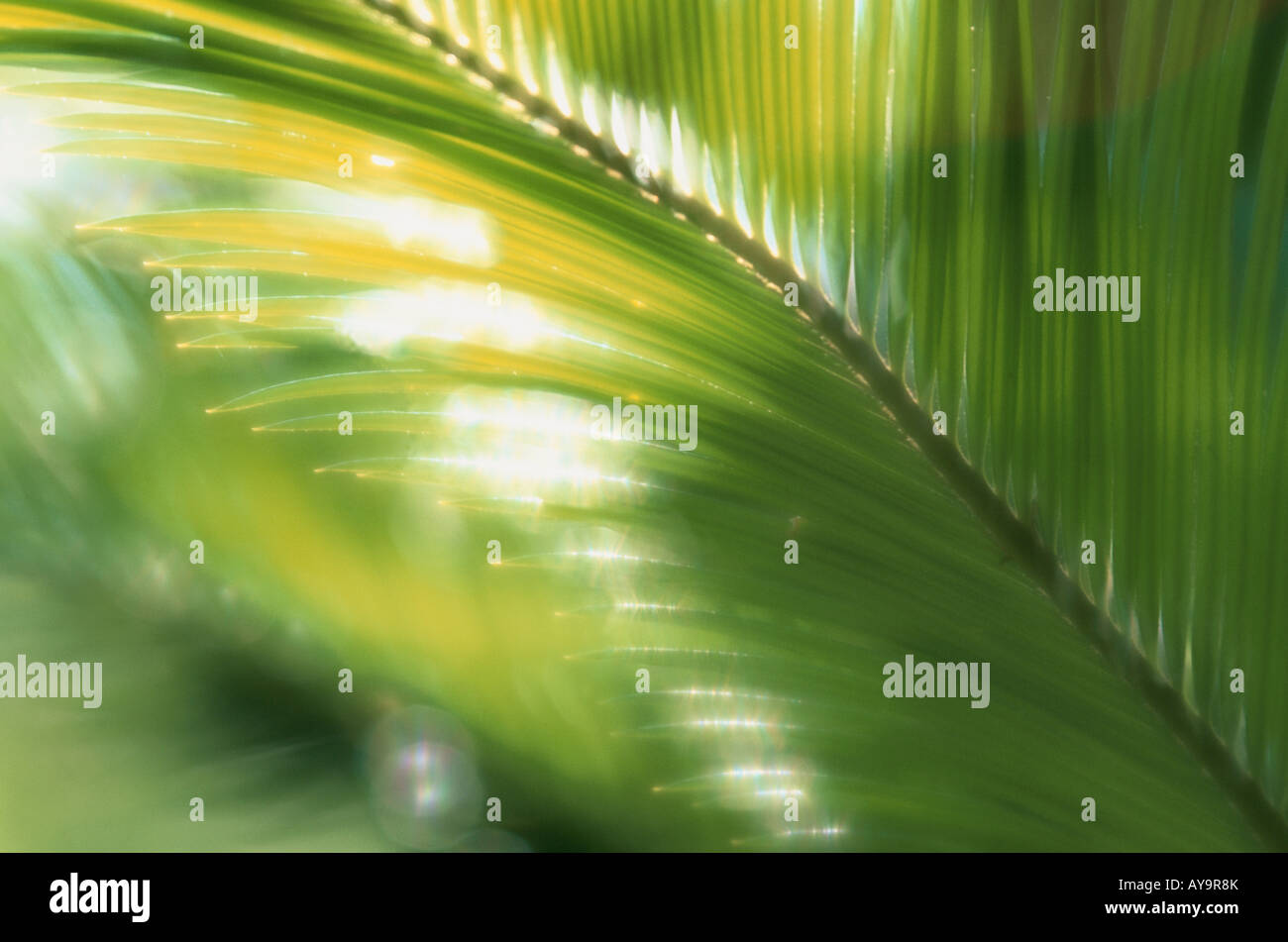 Japanese Blades High Resolution Stock Photography and Images - Alamy