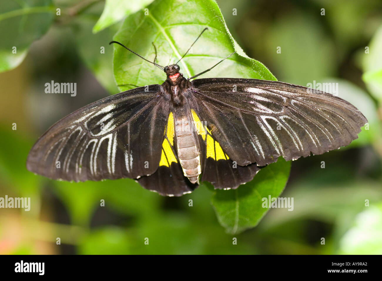 Female common birdwing Troides rhadamanthus butterfly photographed at ...
