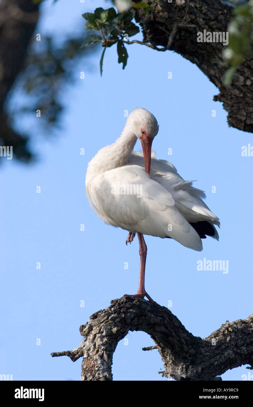 Ibis Eudocimus albus in a tree head back picking at its feathers framed ...