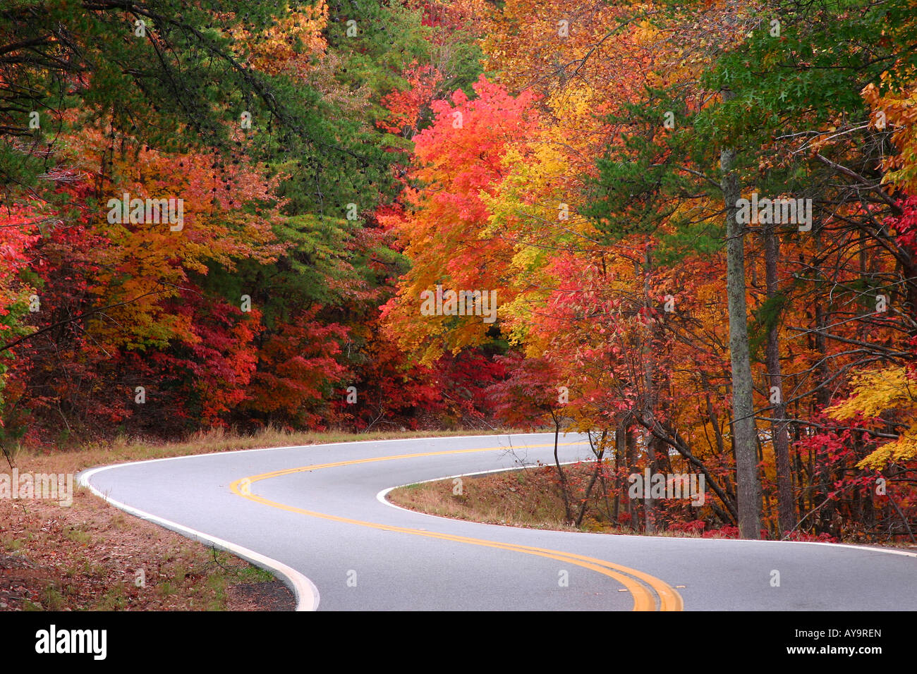 Bright fall leaves on as curve Georgia s Fort Mountain Stock Photo - Alamy